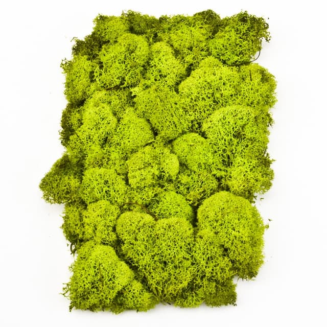 Chartreuse Reindeer Moss | Wholesale Flowers & Supplies